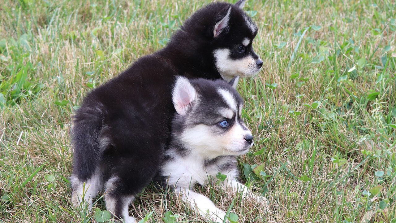 Pomsky & Mini Husky Puppies » Pomsky Pups