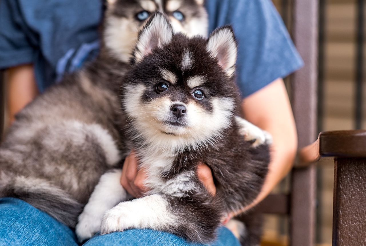 Discover the Fun Personality of Pomsky Puppies — Pomsky Pups