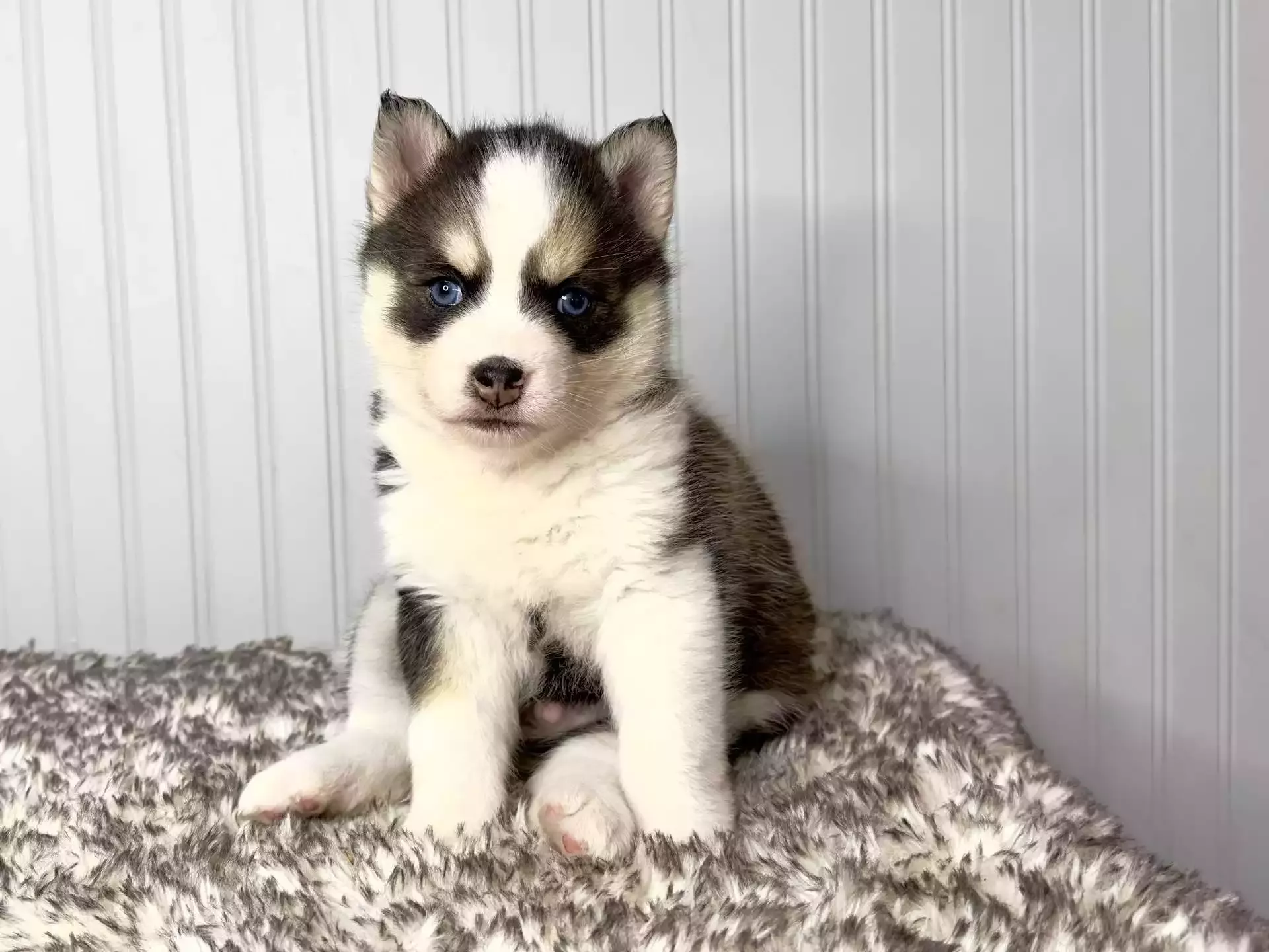 Pomeranian vs Husky » Pomsky Pups