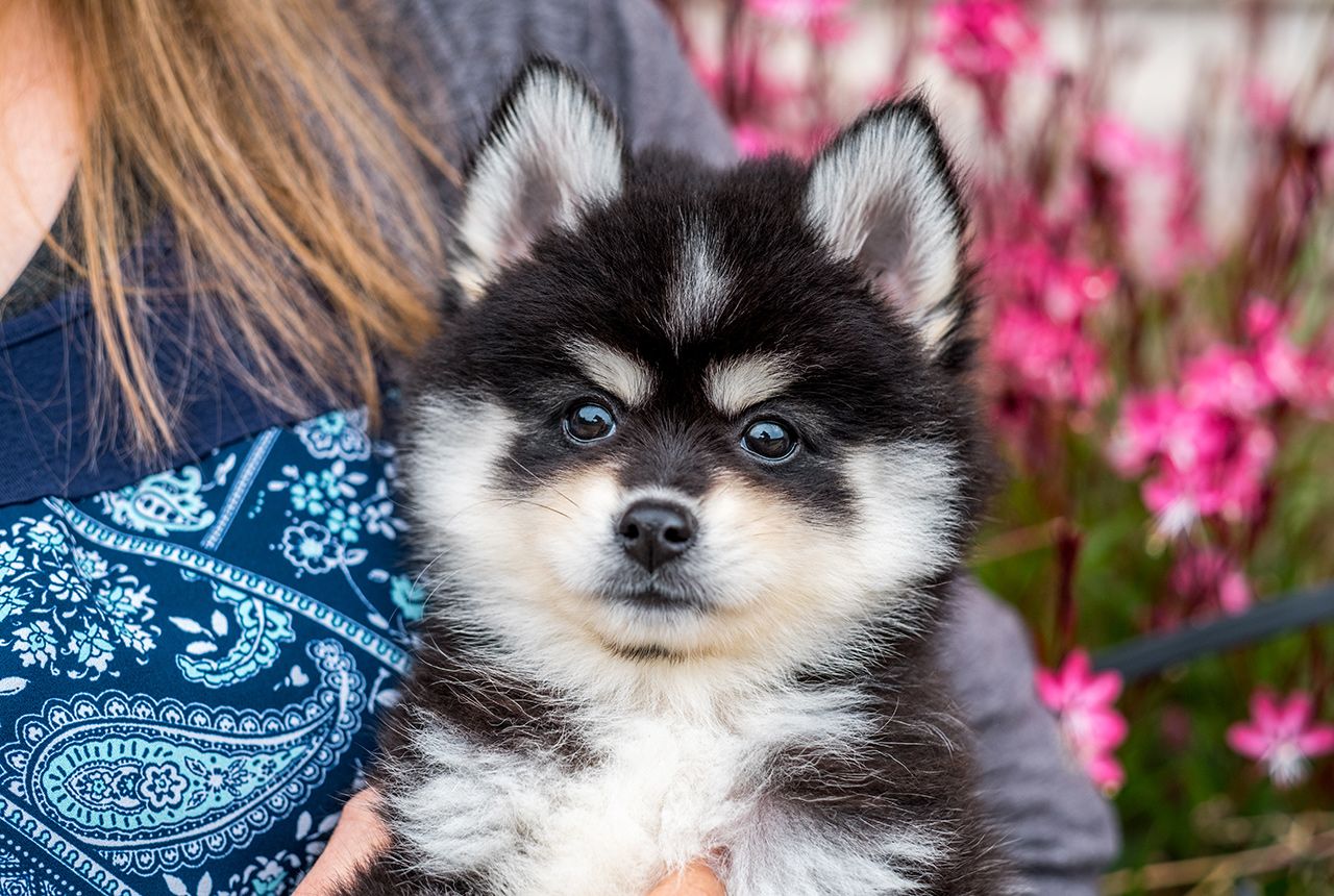 What Is A Pomsky? » Pomsky Pups
