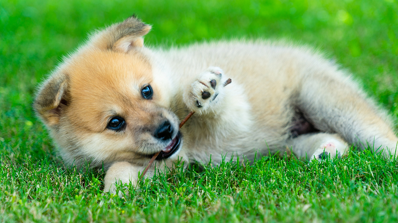 About Pomskies & Mini Huskies » Pomsky Pups